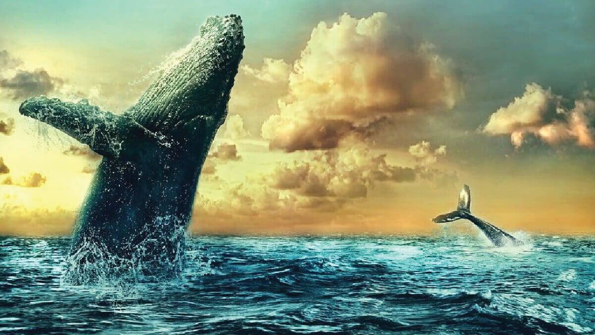 Cover Whale insurance telematics dash cam risk assessment driver safety